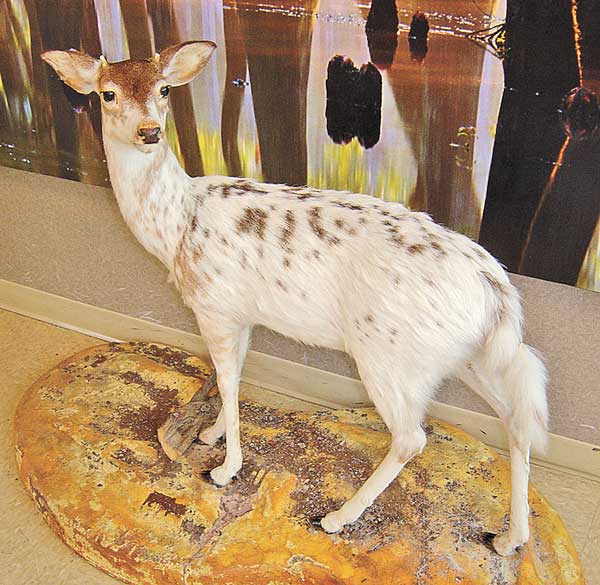 This mounted piebald spike buck is on display at the Mississippi ...