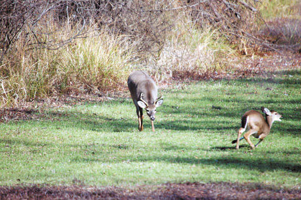 White-tailed doe harvests are a huge part of the game management ...