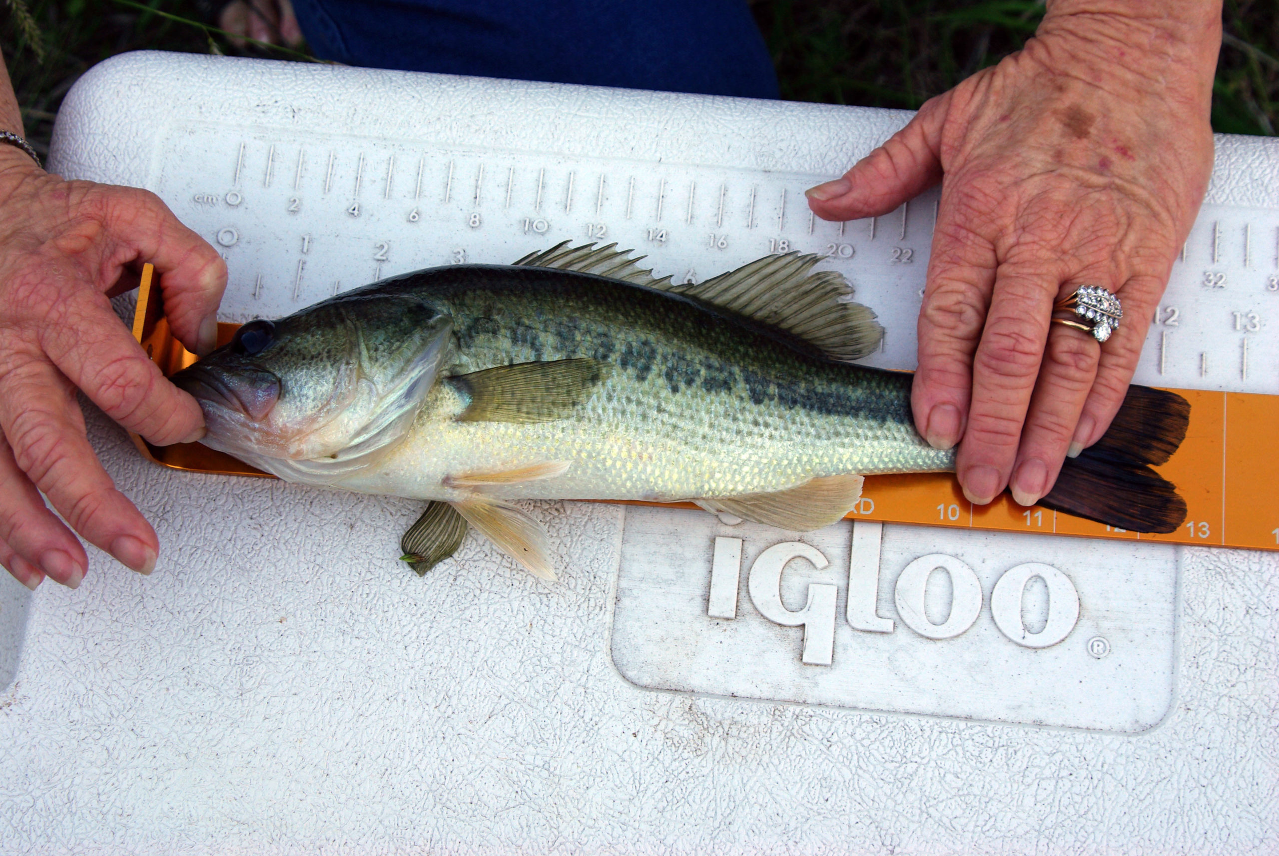 A 14-inch slot limit exists on Columbus Lake to protect the Florida ...