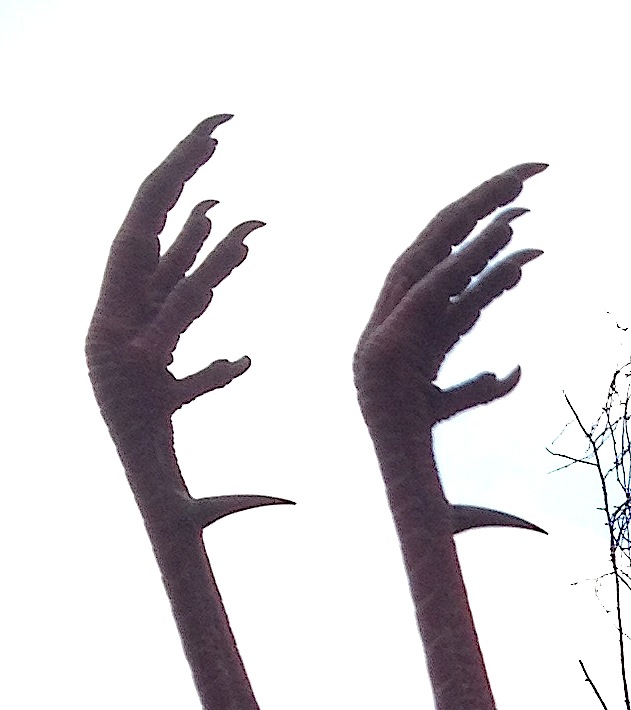 The incredible hooked spurs, measuring 1 9/16 and 1 10/16 inches ...