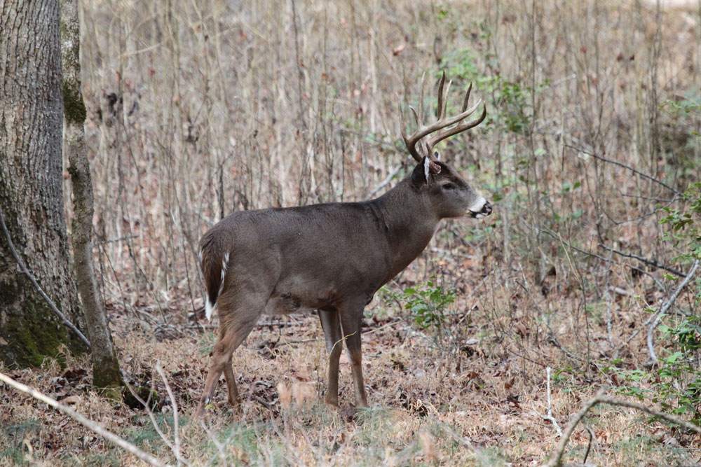 Charles Ray Nix WMA offers the best bet to harvest a deer in the North ...