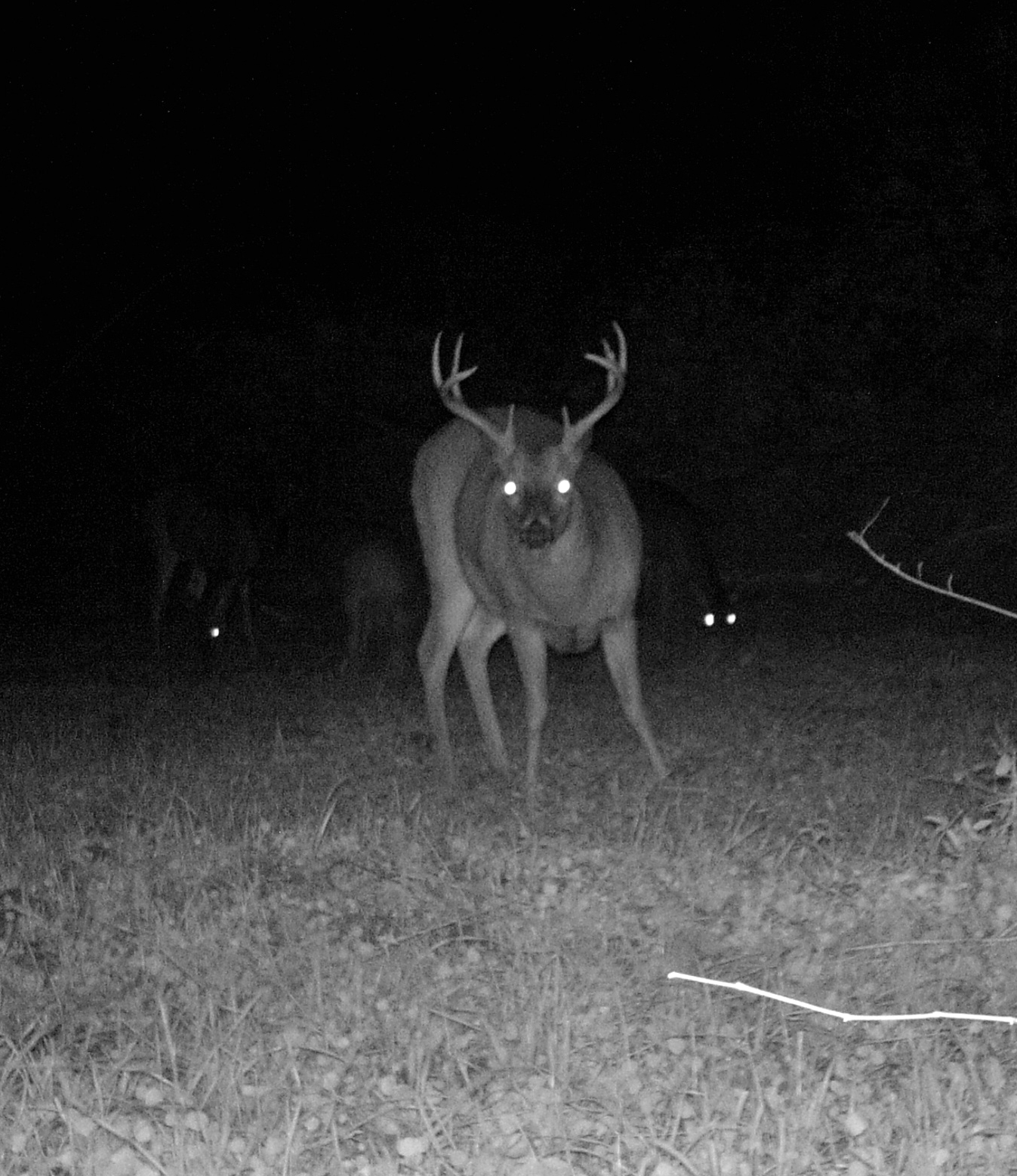 Trail camera photos can be captured on WMAs as well as on private land ...