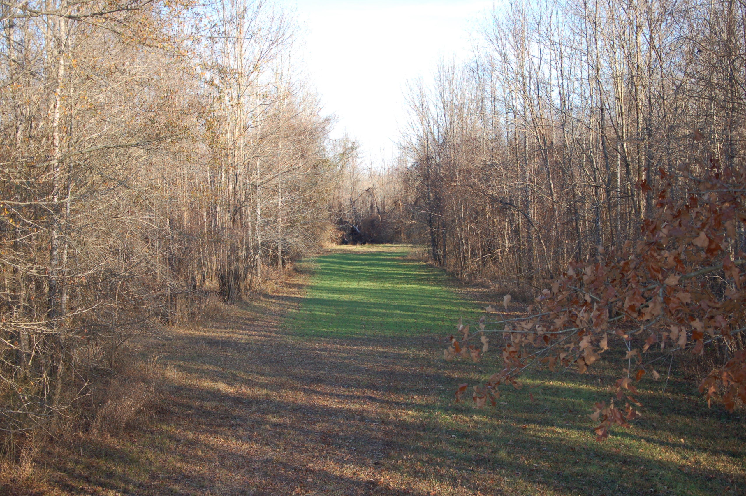 A long, narrow food plot produces a lot of edge for deer, and more ...