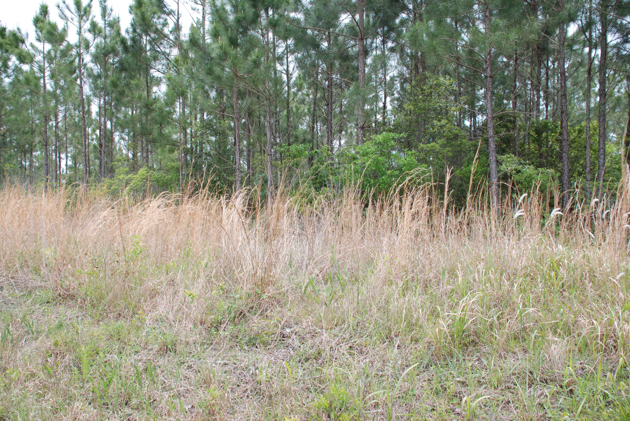 This photo, courtesy of Florida wildlife officials, show a growth of ...