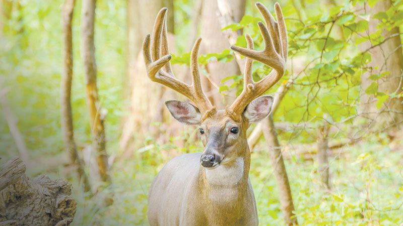special-trophy-buck - Mississippi Sportsman