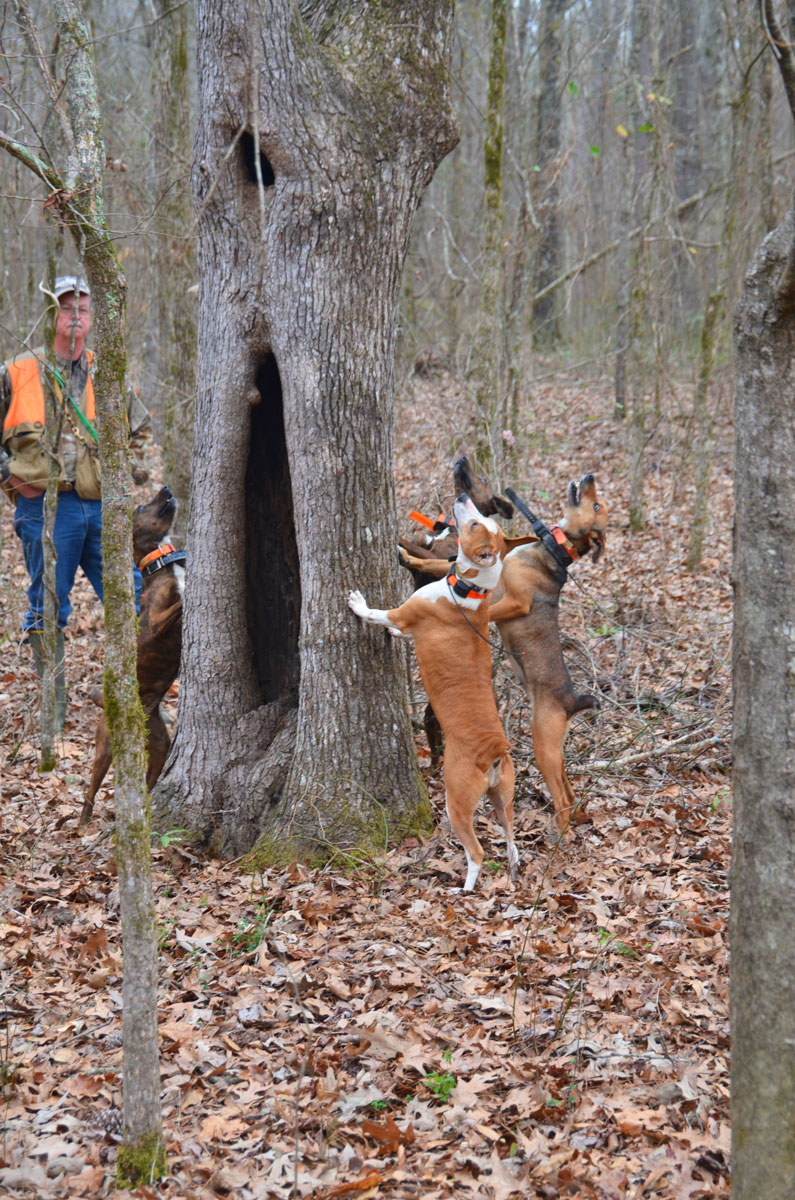 Treed dogs focus their attention up the tree, barking loudly. The ...