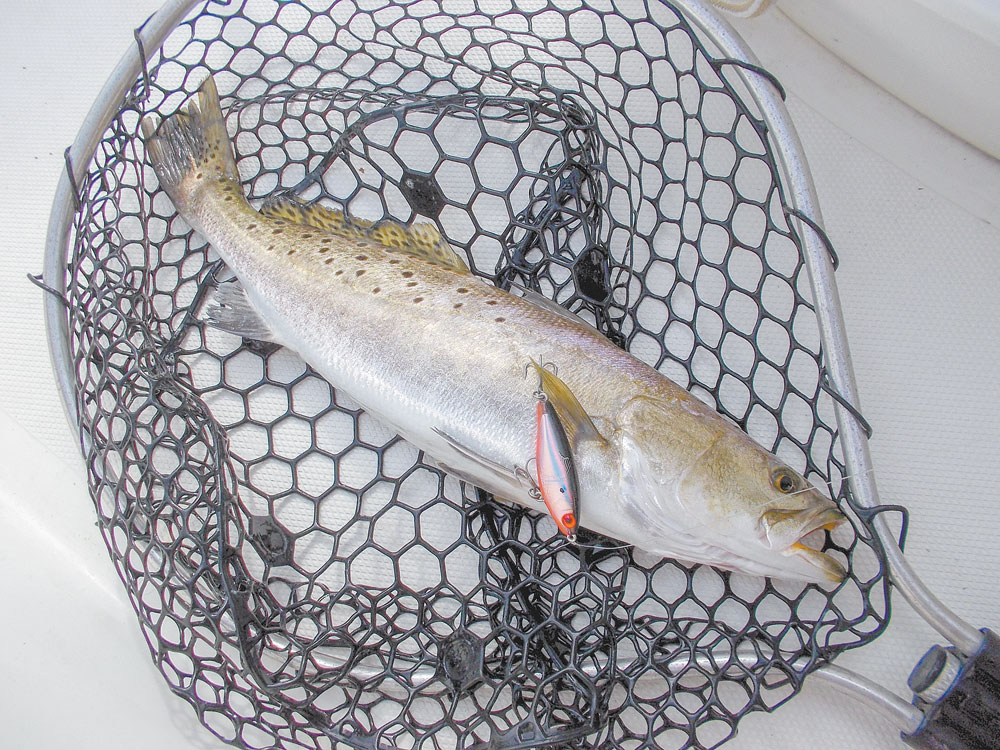 If a trout slaps at a MirrOlure and misses, don’t move it , as the ...