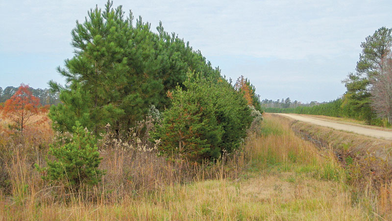 blocking-bushes - Mississippi Sportsman