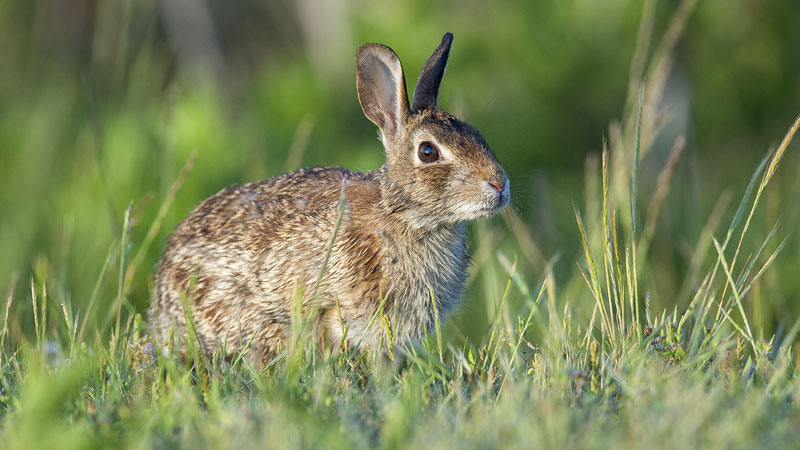 SpeciesSpotlight rabbit - Mississippi Sportsman