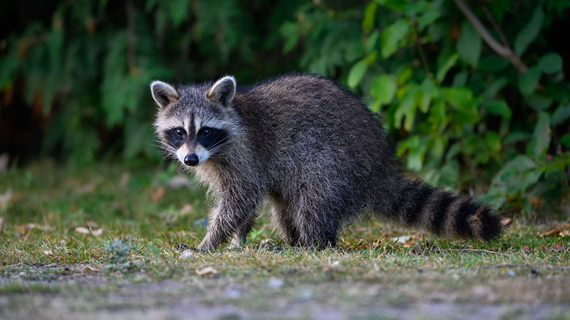 Racoon-Species-Spotlight - Mississippi Sportsman