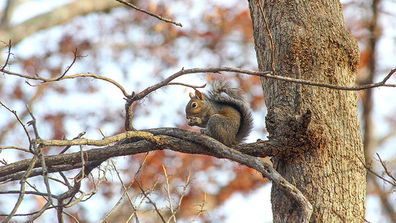 Squirrel hunting 101 - Mississippi Sportsman